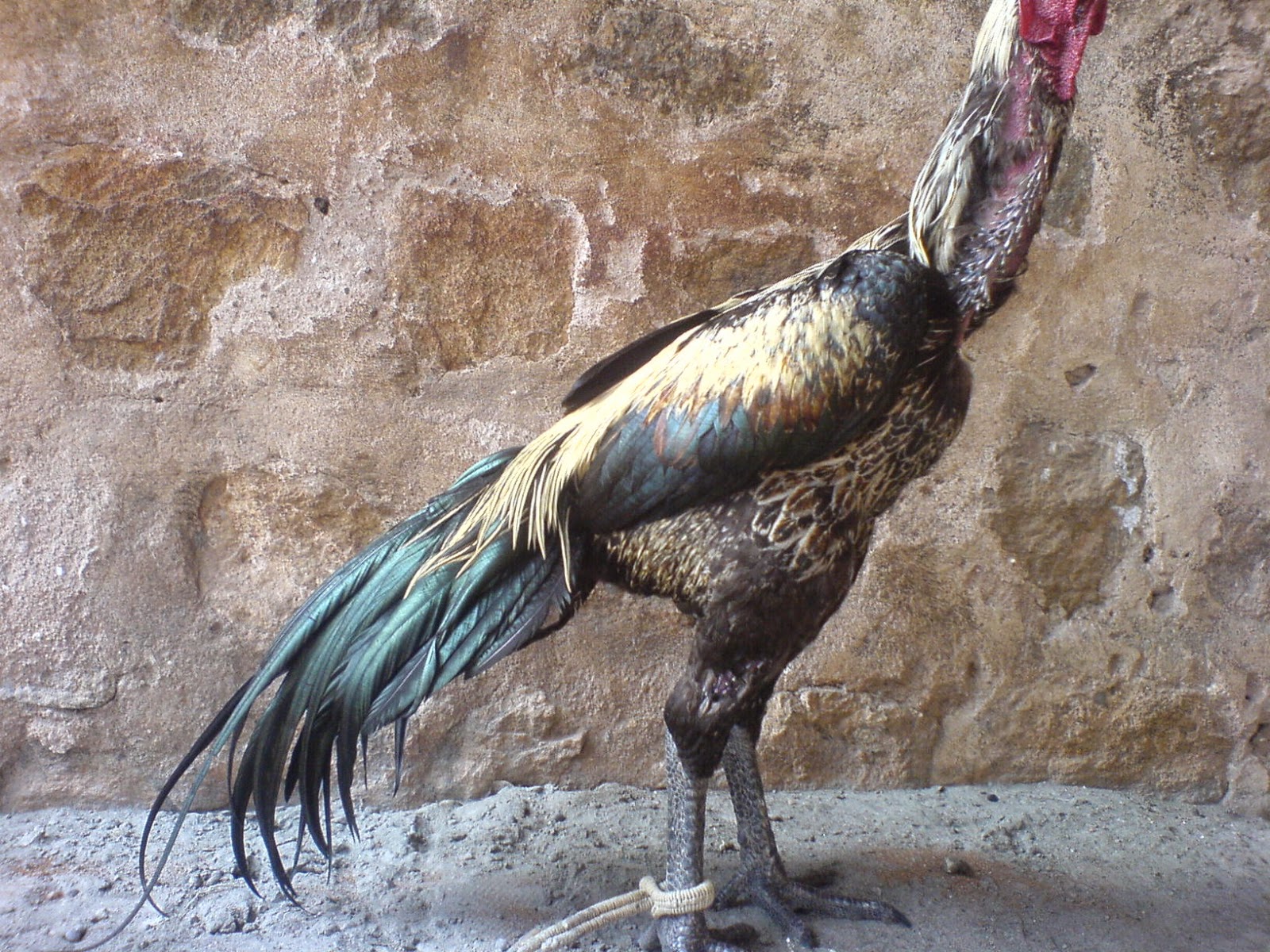கட்டு சேவல் - KATTU SEVAL - SANDAI SEVAL - FIGHTING ROOSTER: ROOSTER'S ...