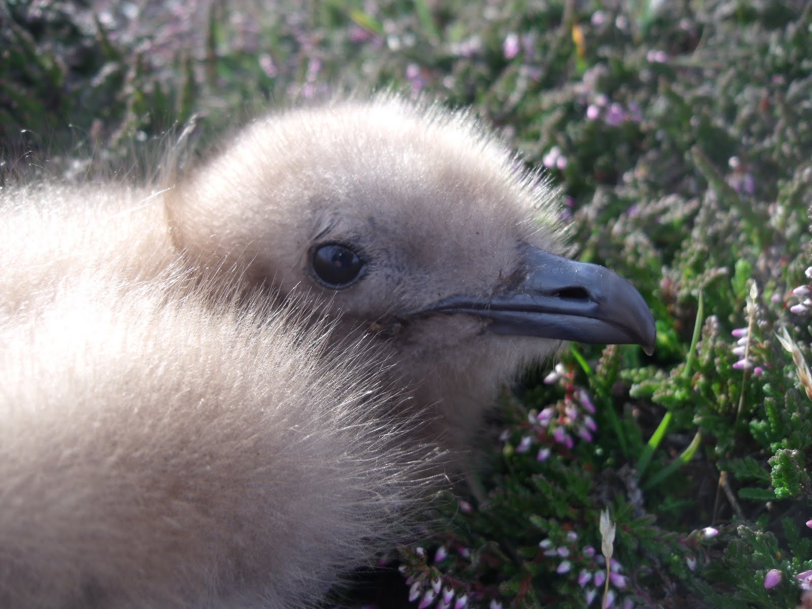 Fair Isle Bird Observatory: the Warden's diary: July 2011