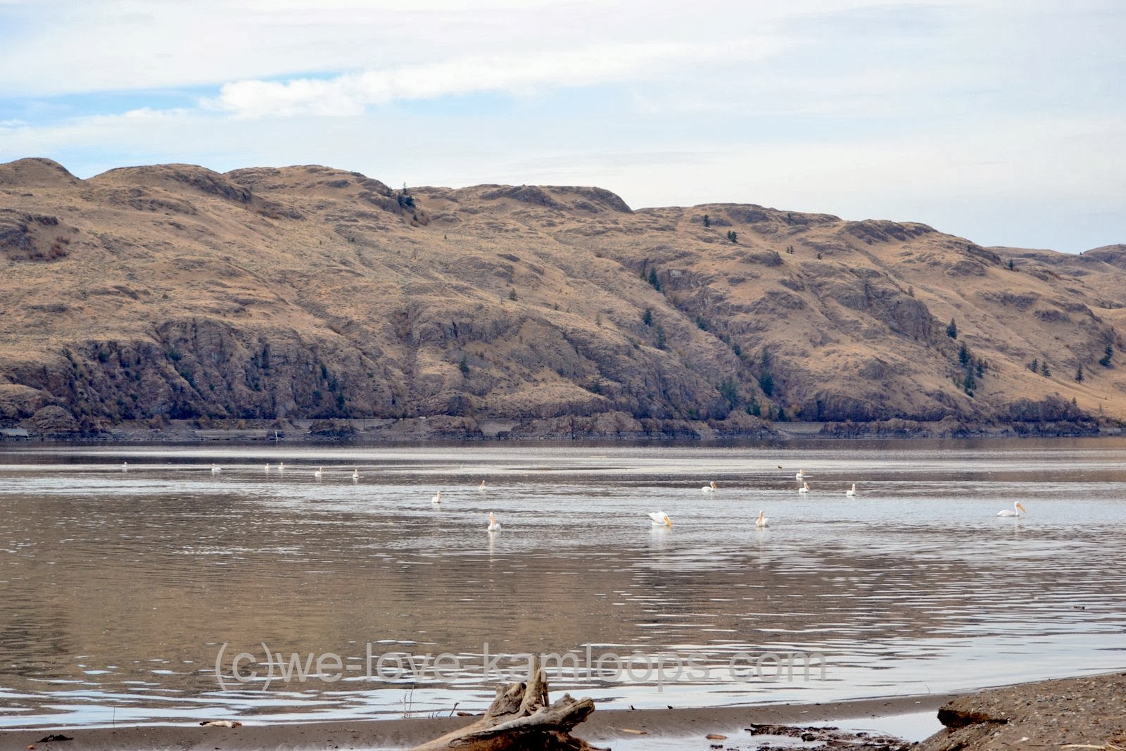 we-love-kamloops: Pelicans ~ Kamloops Lake ~ Kamloops, BC