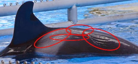 Captive Cetaceans Tragically Sad: SeaWorld - You have Excuses for ...
