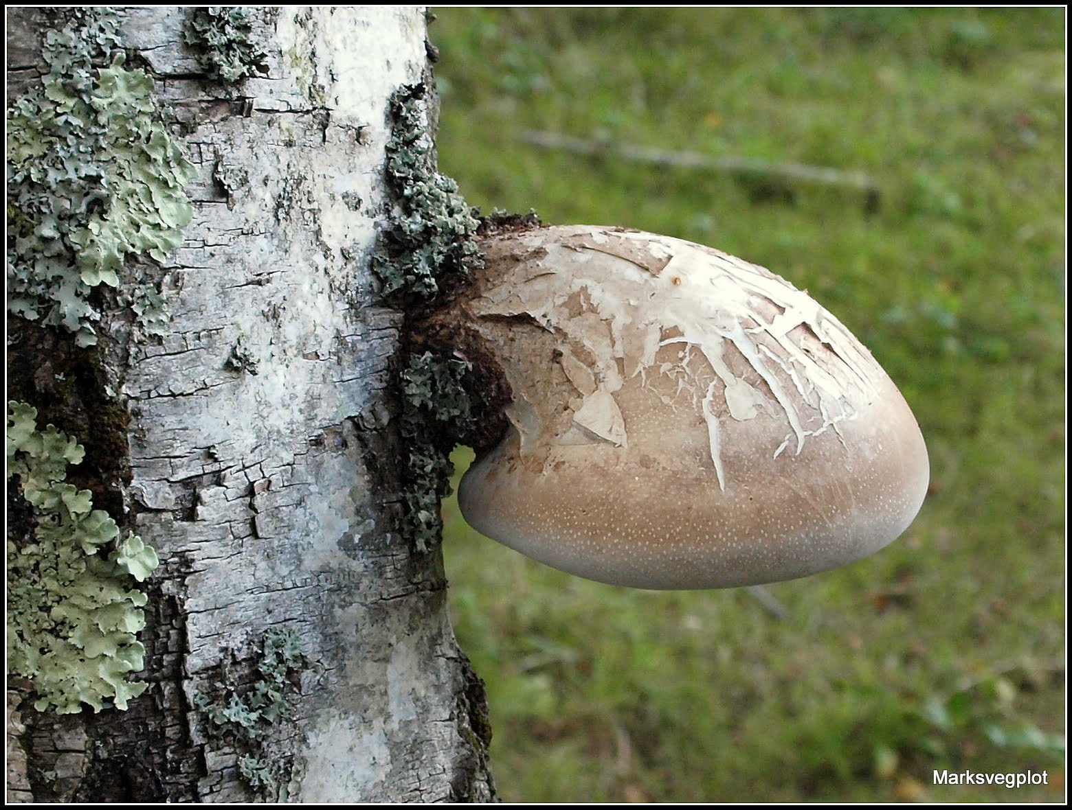 Mark's Veg Plot: Birch Polypore