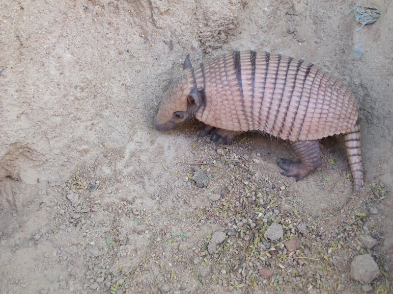 Os Seres Vivos: Tatu-bola, o mascote da copa!