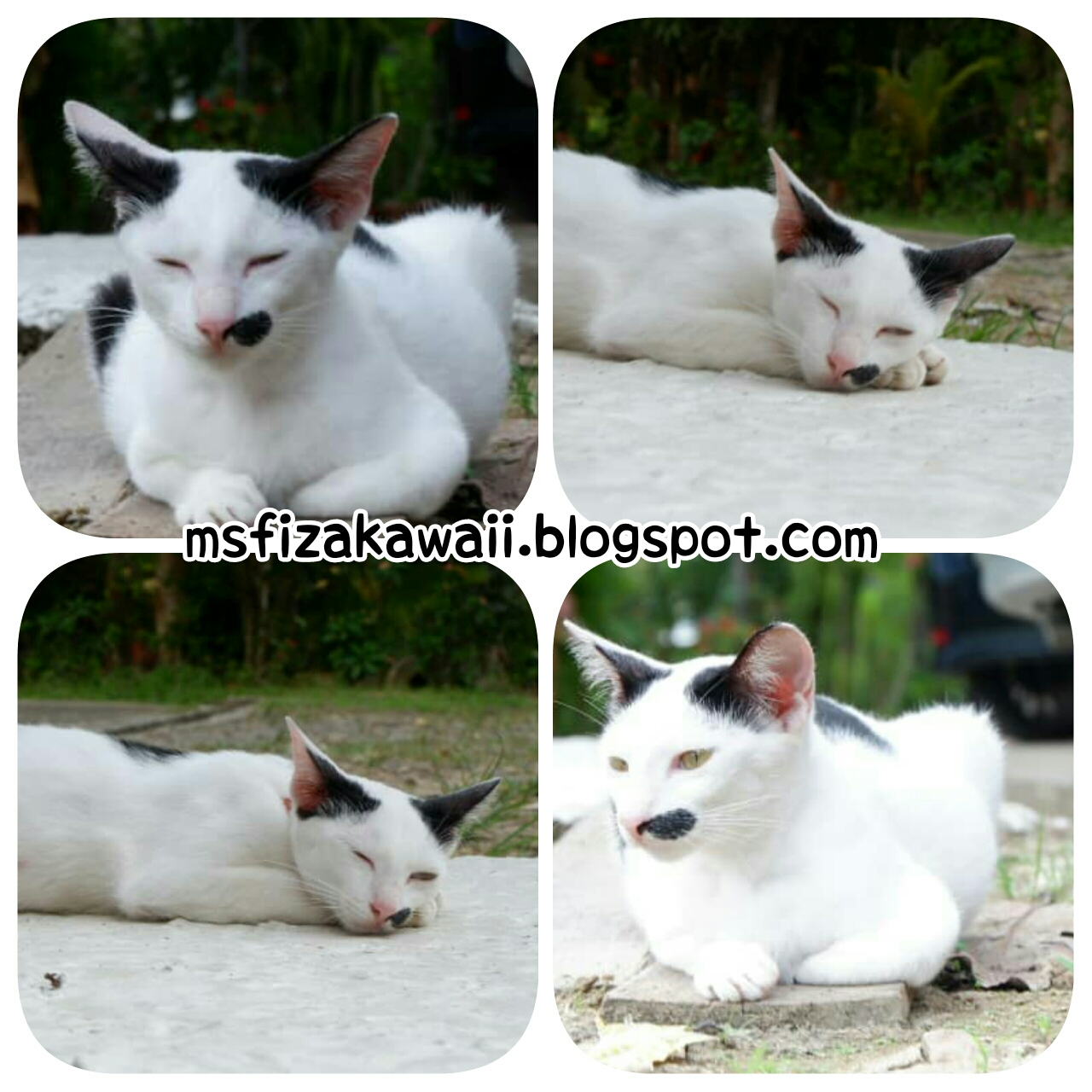 Pengalaman melihat kucing beranak