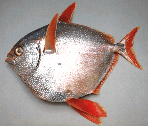 Biodiversity Science: Five opah