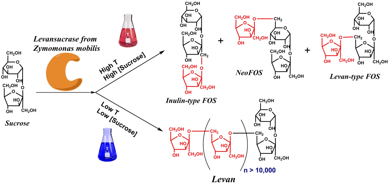 Glicoenz: Enzymatic synthesis of levan