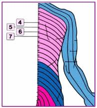 Núcleo Carmelita Soares: Notalgia Parestésica – conhecida como prurido ...