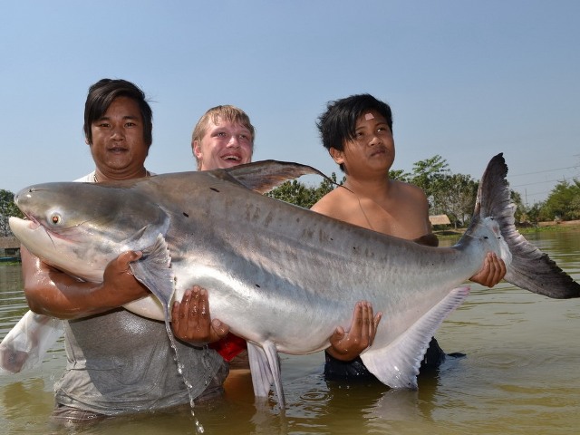 Big Fishes of the World: CATFISH CHAO PHRAYA (Pangasius sanitwongsei)