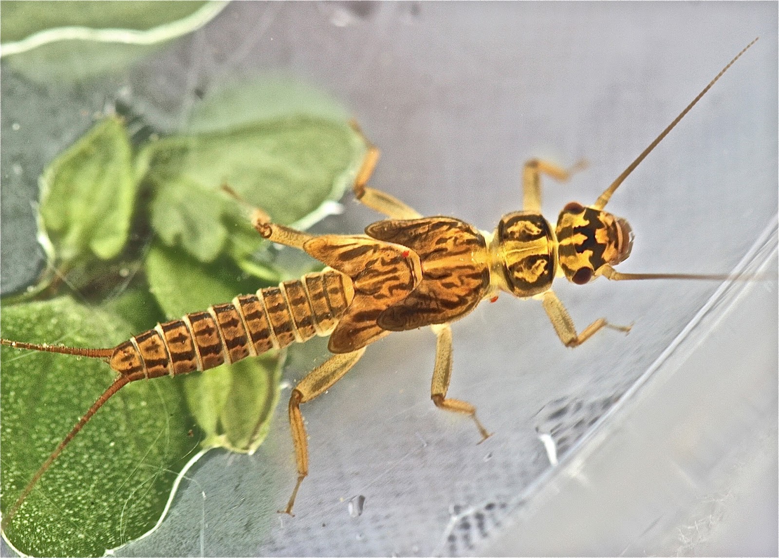 Aquatic Insects of Central Virginia: April 2013