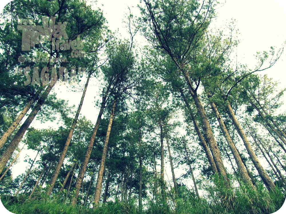 Kapay-aw Rice Terraces in Sagada - Travex Travels - Travel. Explore ...