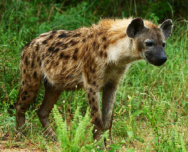 Stiati ca:: Hiena