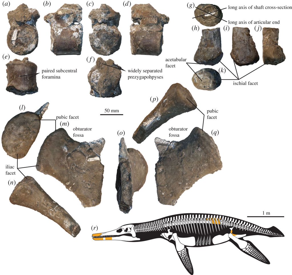 Species New to Science: [Paleontology • 2015] Makhaira rossica ...