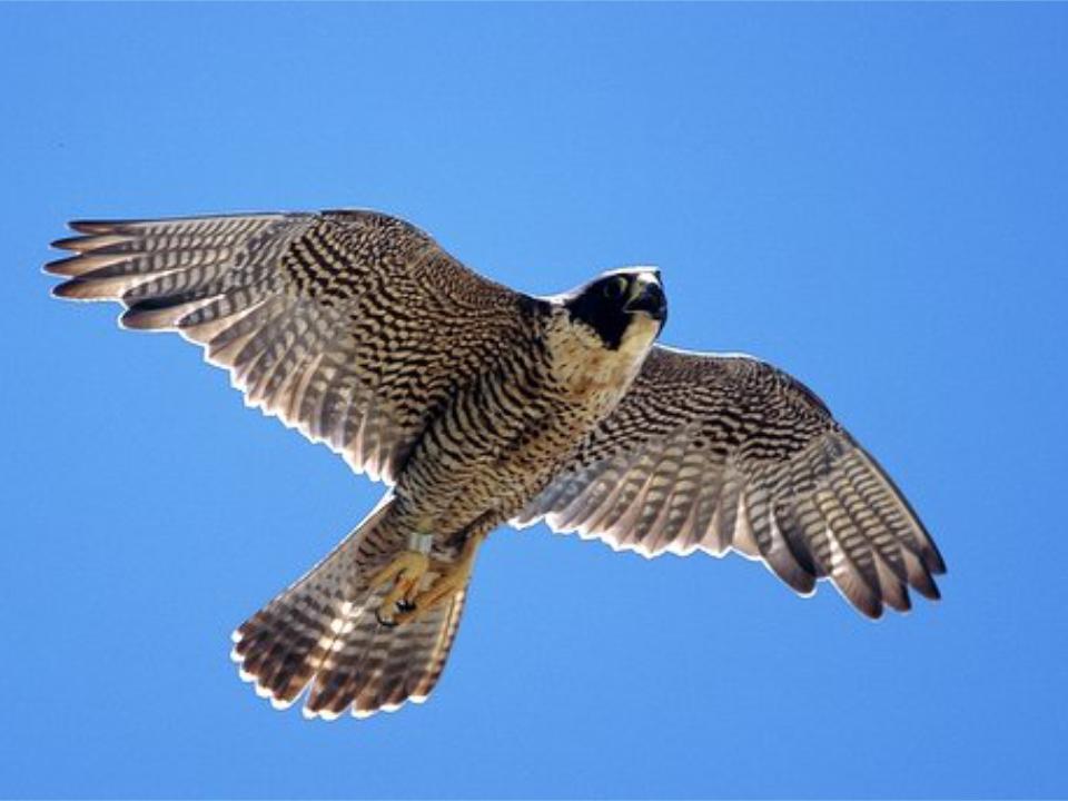 Spreebird wildlife: Shaheen SHAHEEN FALCON (Military state-bird of the ...