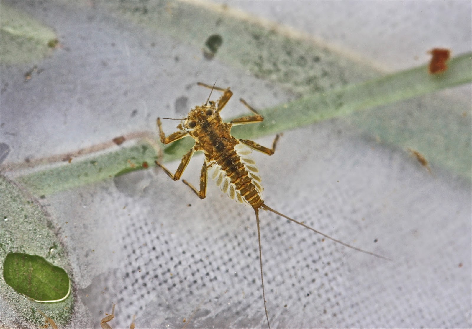 Aquatic Insects of Central Virginia: Where to Begin? A Stream Report on ...
