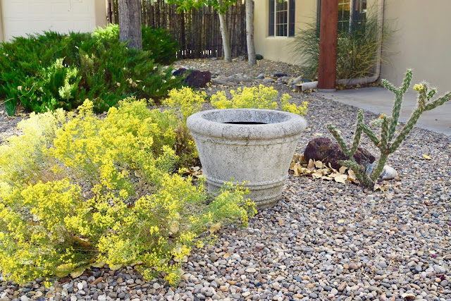 The Plants at Walking Rain: Chamisa / Chrysothamnus depressus . .. or ...