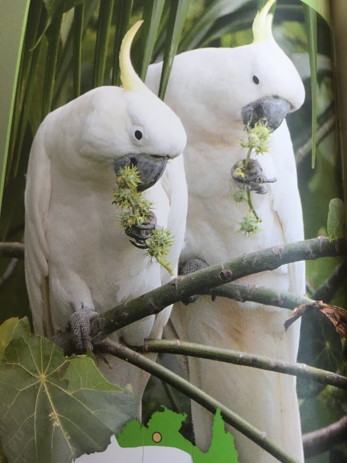 Elido , Melbourne blog: AUSTRALIAN COCKATOOS / CACATOES AUSTRALIENS