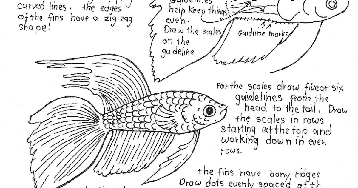 How to Draw Worksheets for The Young Artist: How To Draw A Beta Fish ...