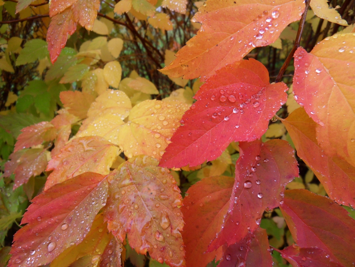 Jarin blogi - biologiaa ja maantiedettä: Syyskuu 2011 tavanomaista ...