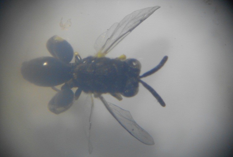 Teknik Perkebunan (PERTANIAN): EKSPLORASI PARASITOID