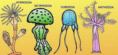 Amazement of animal world: coelenterate