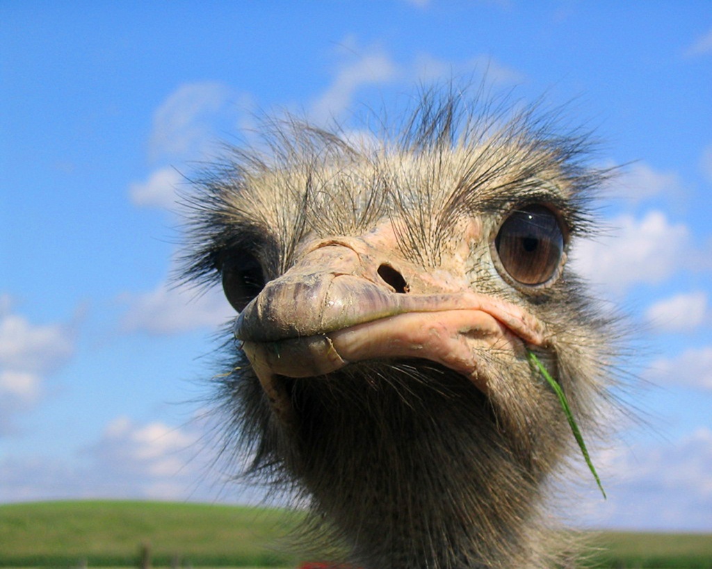 QQ Wallpapers: Ostrich