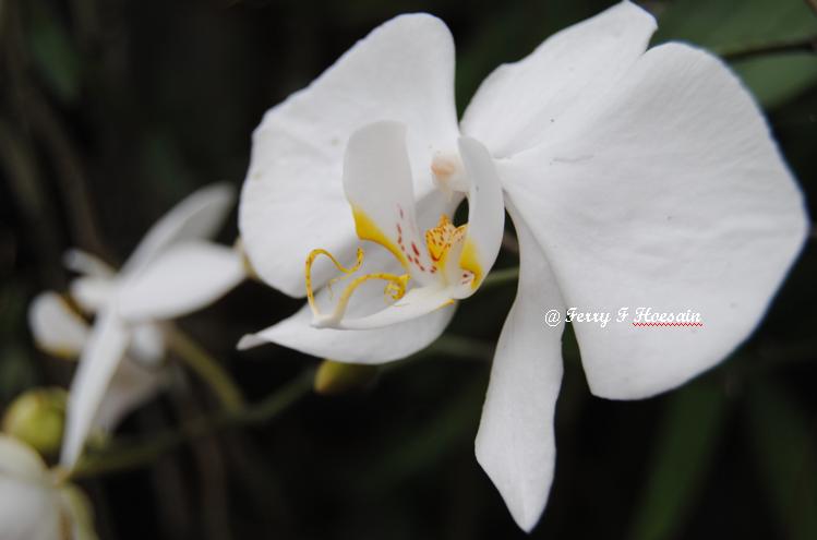 Bunga Tengkorak Kalimantan Pics