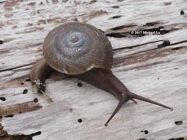The rainforests of Borneo & Southeast Asia: Sandstone mountain of ...