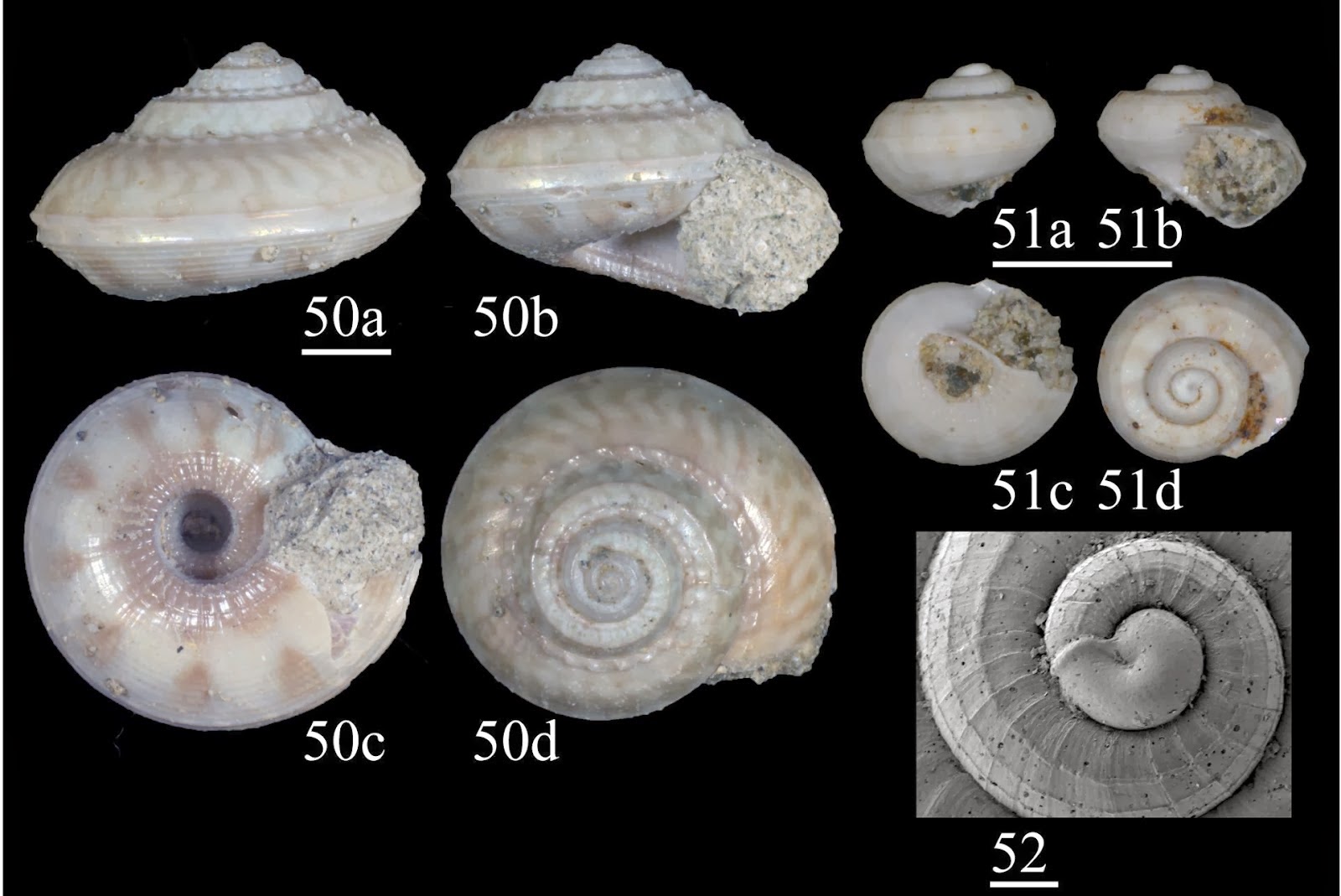 Pleistocene Snail Habitat at Denise Reyes blog