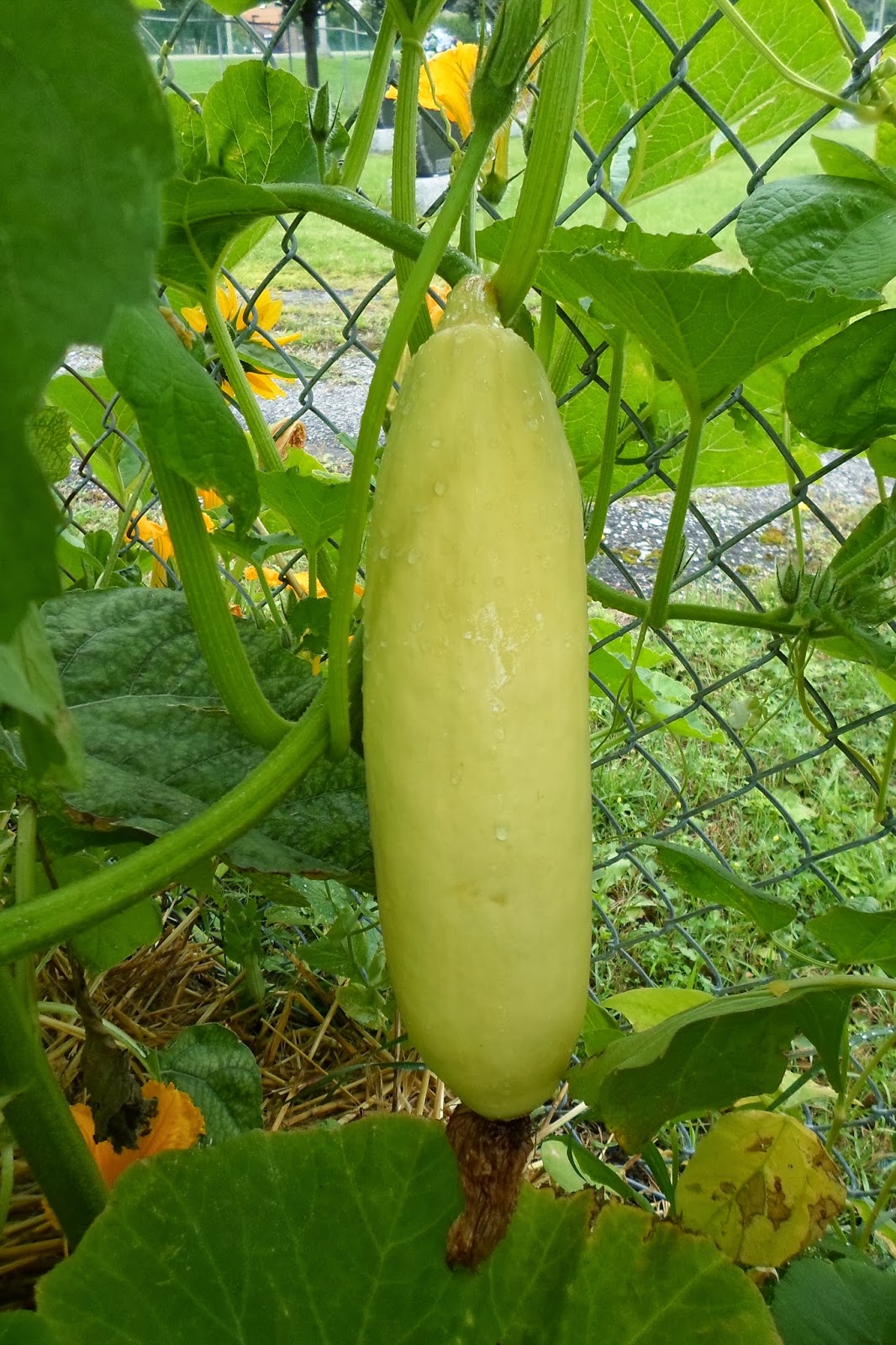 De mon jardin au vôtre