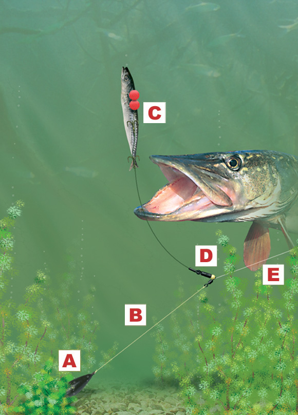 Deadbaiting Tips for Pike Fishing