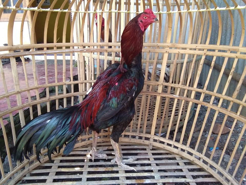 " IFAN Farm " Ayam Bangkok Import