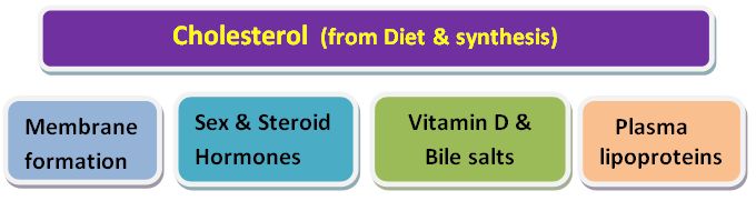 Fat Protein Carb's: Macronutrients