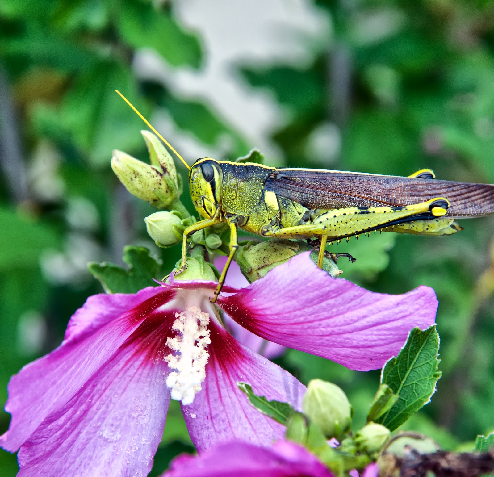 Shutterbugs Capturing the World Around Us: Patience Grasshopper...