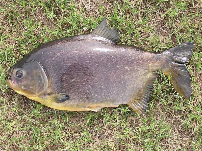 ANGLINGFRONTIERS.COM: FISH SPECIES OF THE BOLIVIAN AMAZON