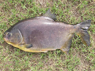 ANGLINGFRONTIERS.COM: FISH SPECIES OF THE BOLIVIAN AMAZON