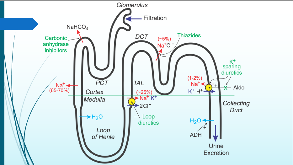 [PPT] DIURETIK & ANTIDIURETIK