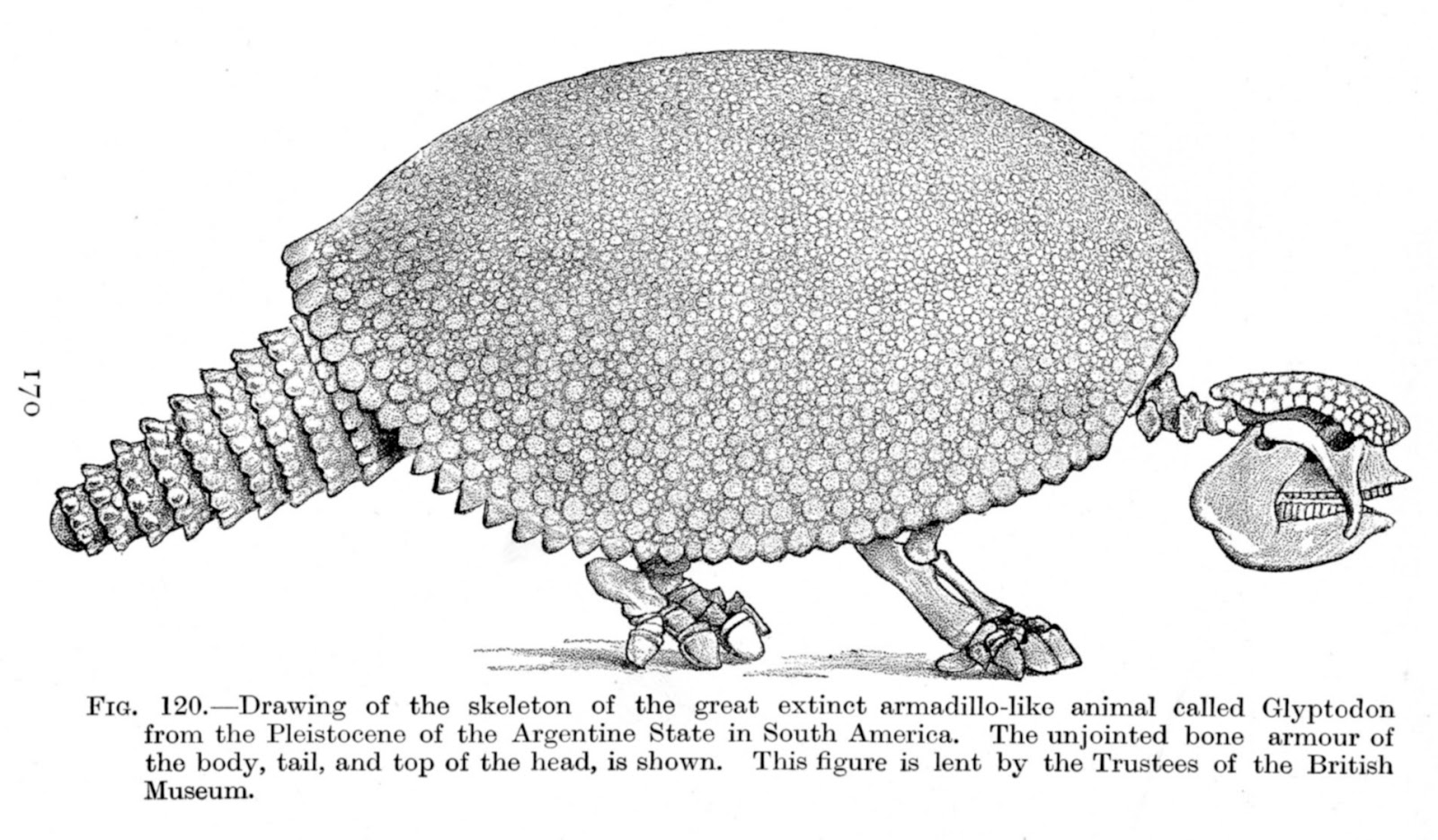 Escenarios prehistóricos: Glyptodon