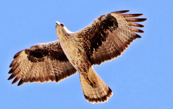 Photo Galleries Birds. Birds in flight mountabubirds.blogspot.com