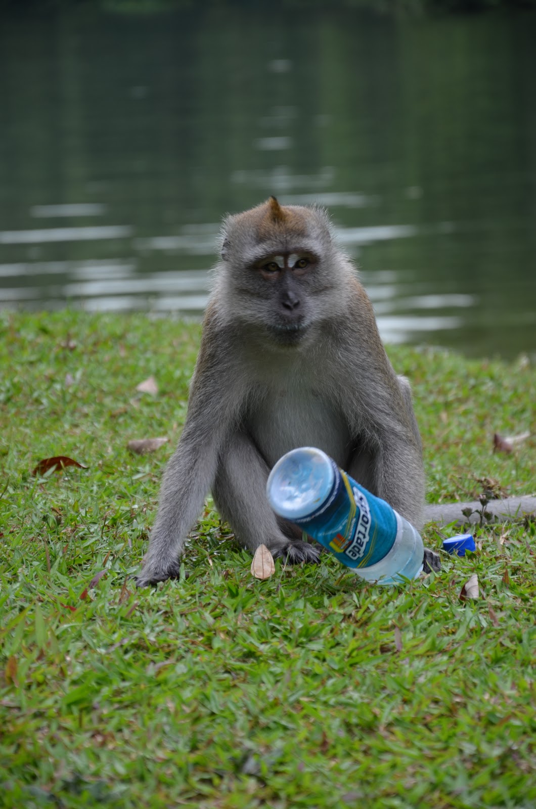 The Grand Moofti Speaks: Singapore’s jungles, MacRitchie’s monkeys and ...