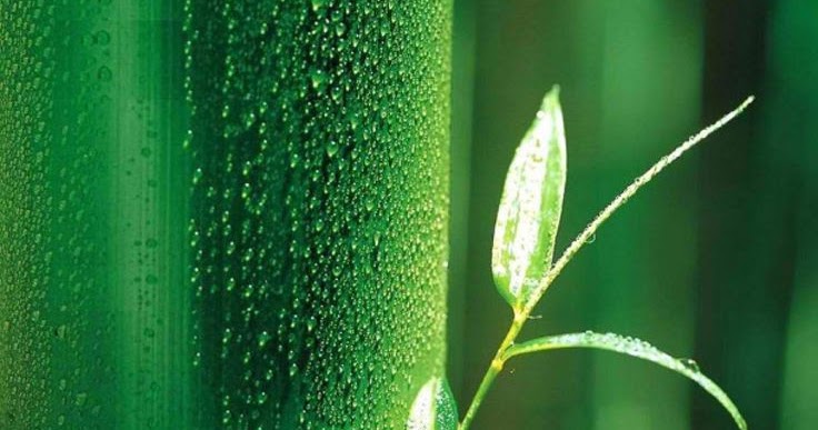GROWTH AND THE CHINESE BAMBOO TREE…