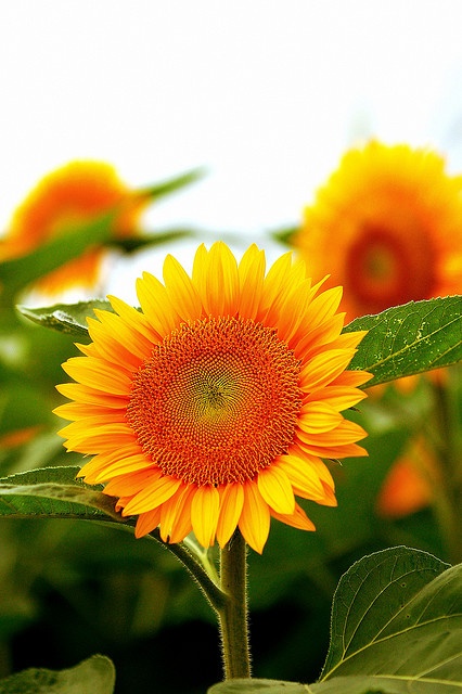 Autumn beautiful sunflowers wallpapers