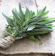 Coven Misterios do Carvalho: A erva sagrada: Sálvia!