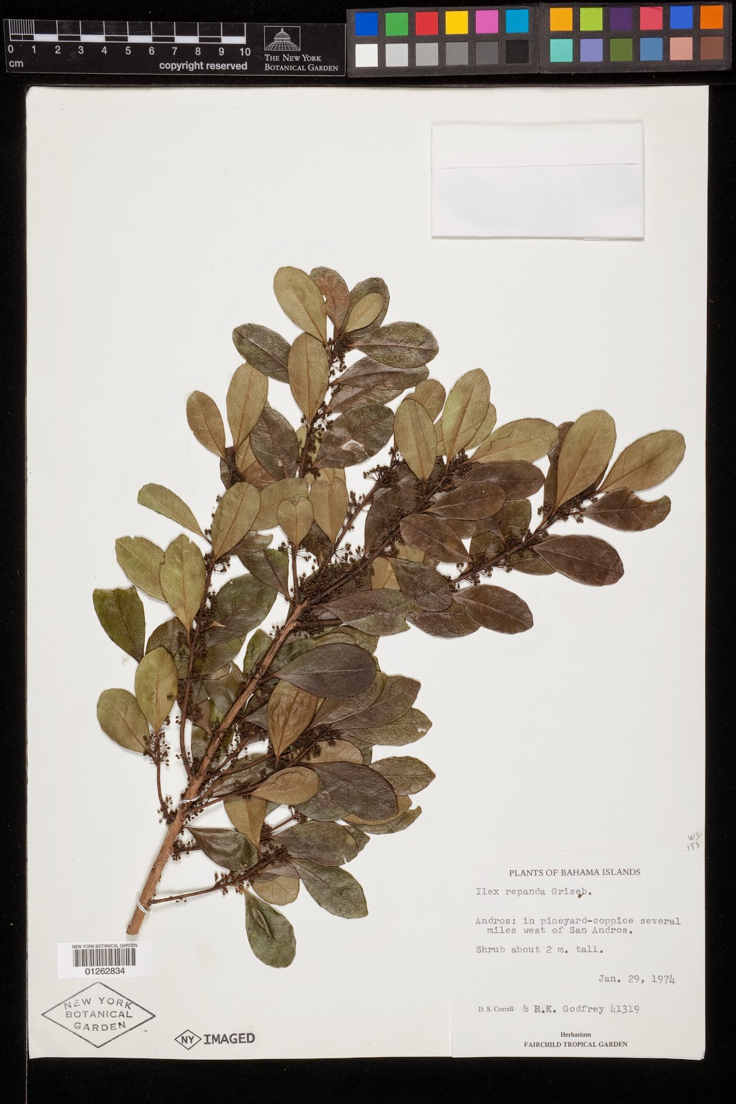 Flora de Puerto Rico Ilustrada Papo Vives: AQUIFOLIACEAE ILEX URBANIANA ...