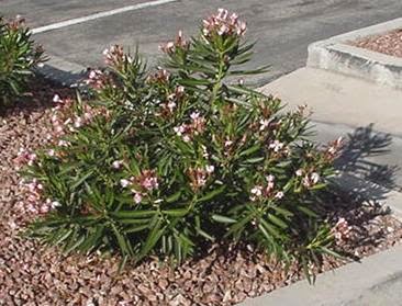 Xtremehorticulture of the Desert: Oleanders Will Grow in Containers