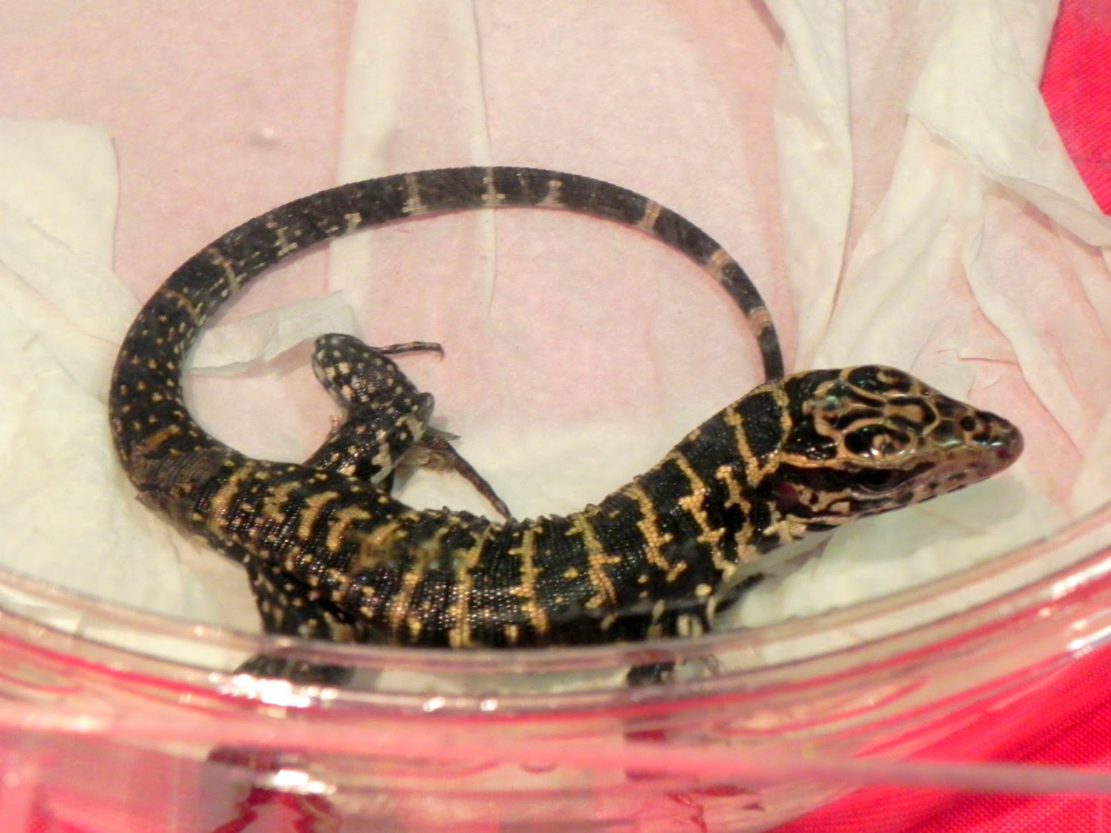 Gone Walkabout 2: I Like Spiders and Snakes!