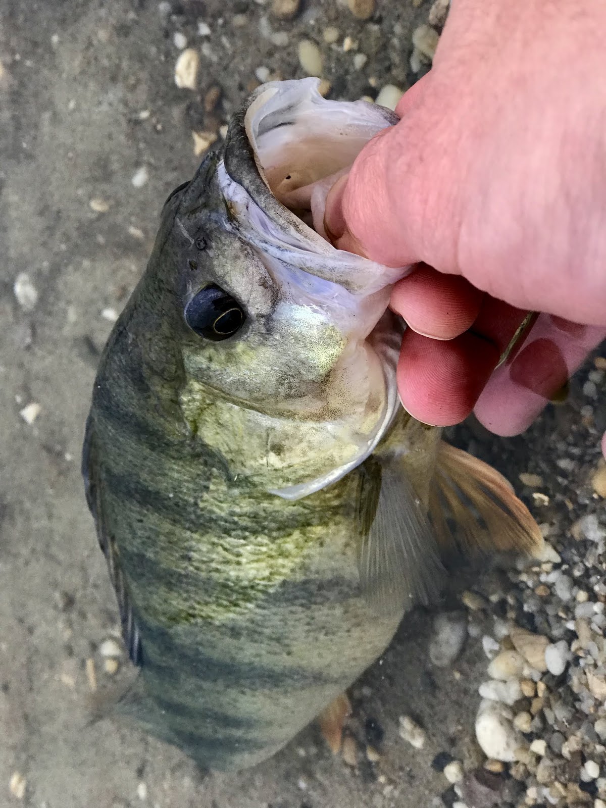 Dunai Halak Nyomában: Content 2018