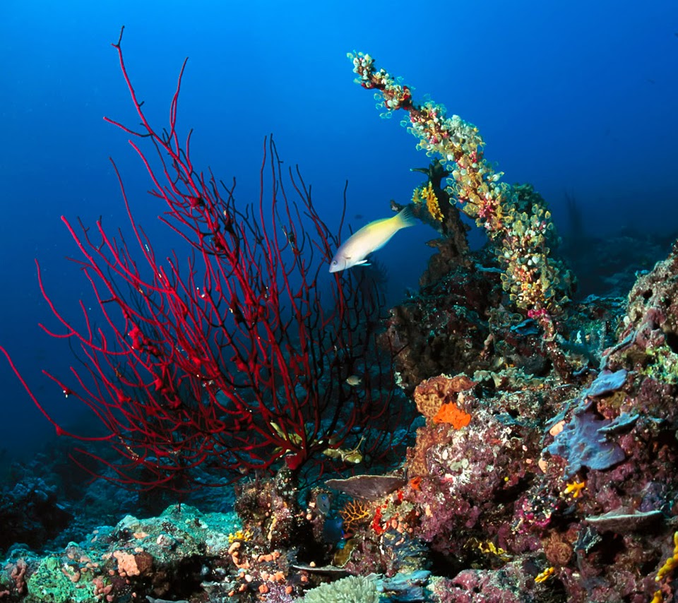 Beautiful water animals wallpapers | Beautiful wallpapers For Desktop