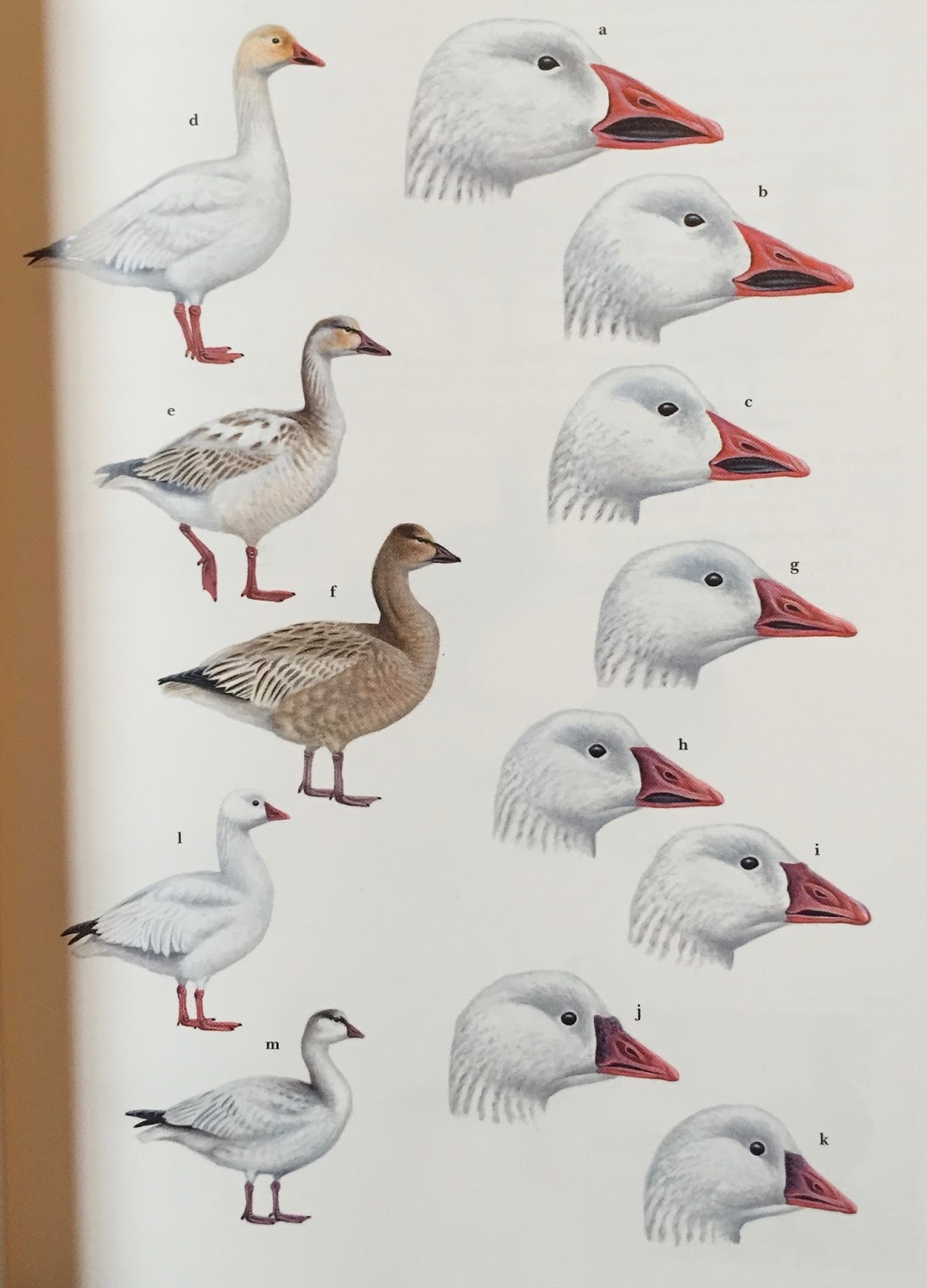 Arcticory...: WATERFOWL OF NORTH AMERICA, EUROPE, AND ASIA: AN ...