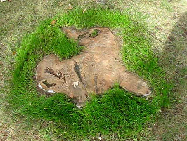 The Original Mechanic: How to flush cut a stump