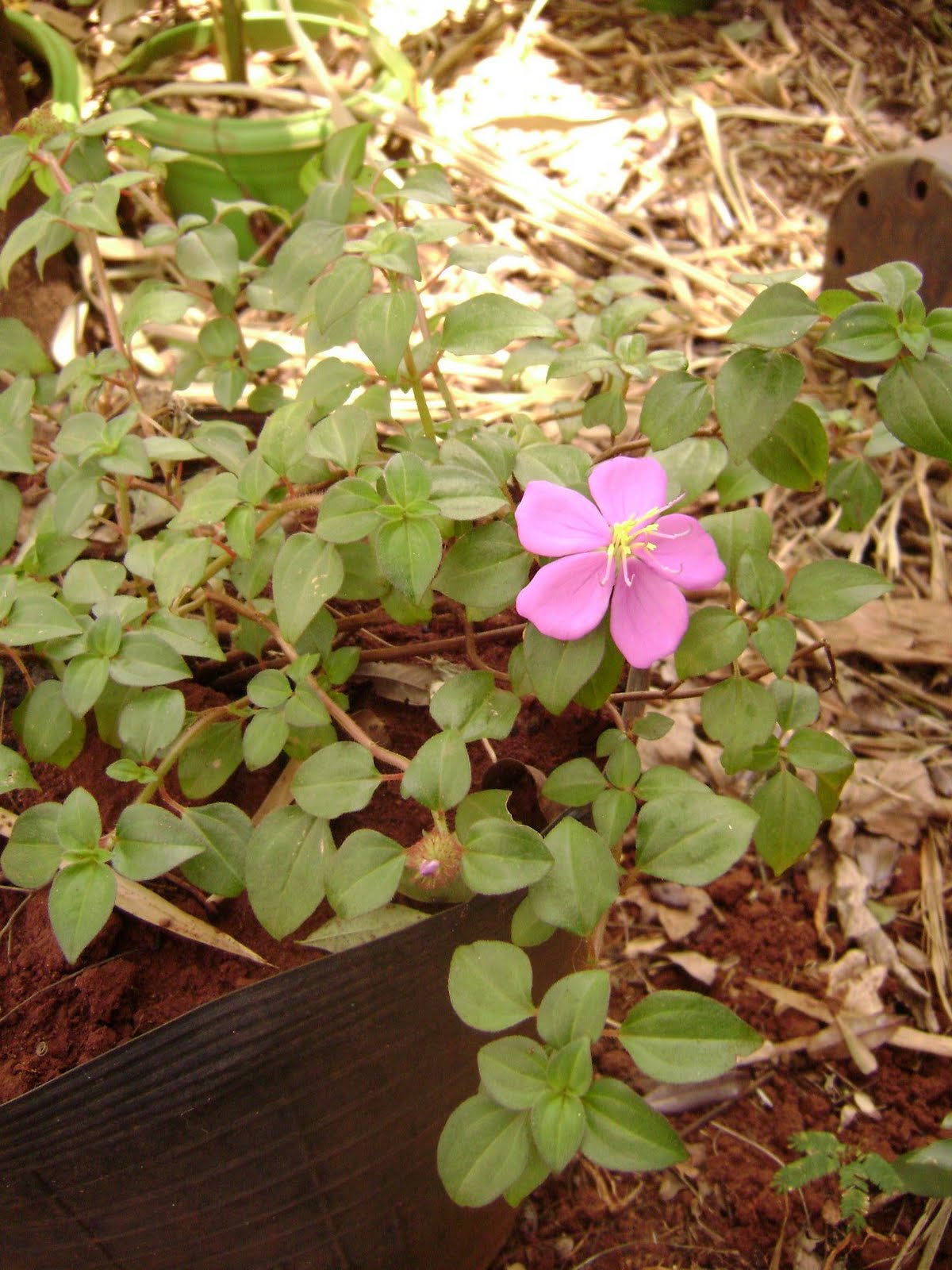 Folha de Orixá - Ewé Orisa: setembro 2011