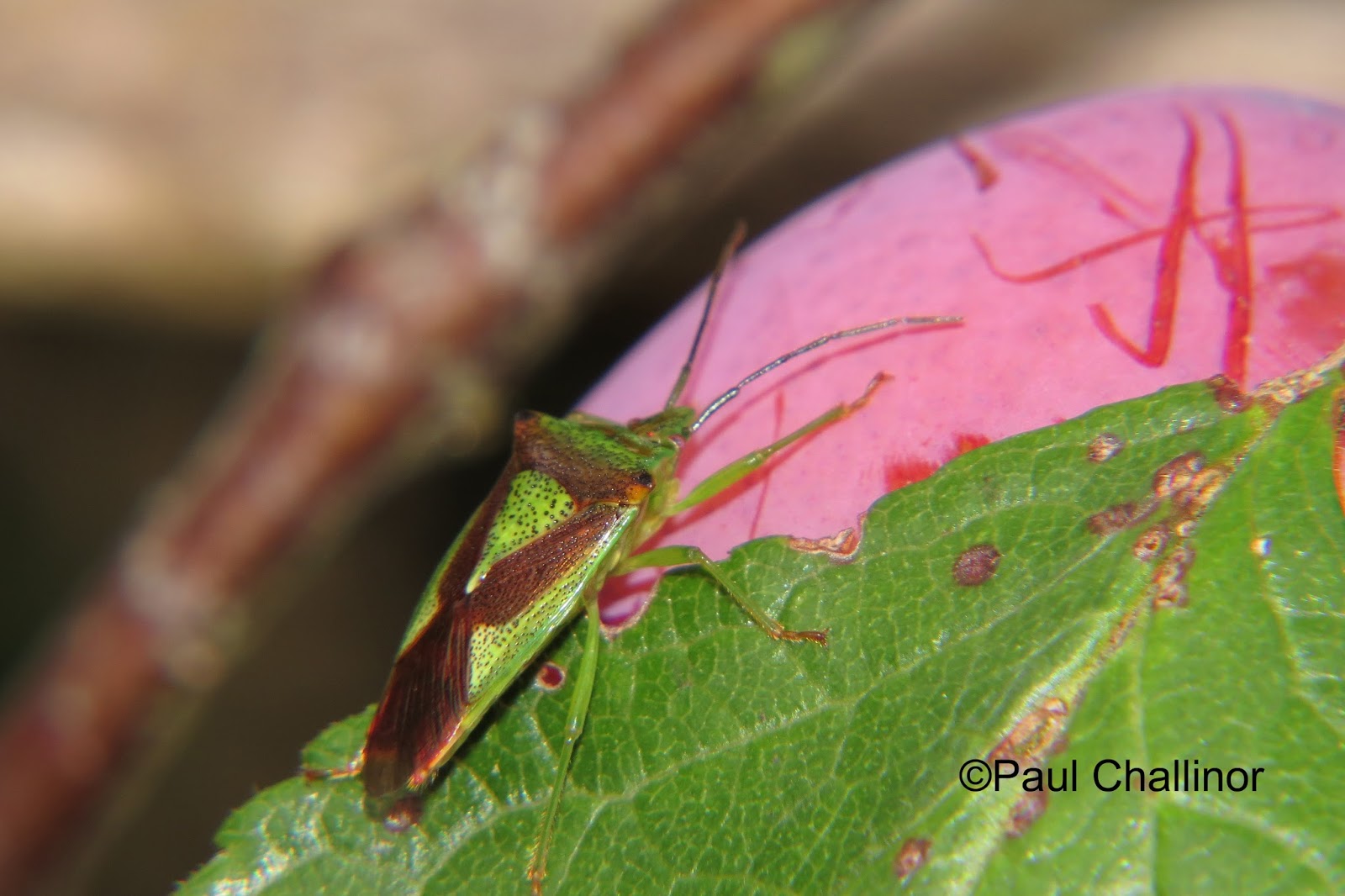 Hawthorn Shieldbug